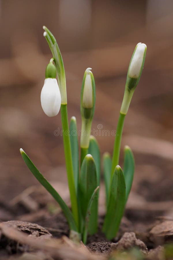 Background with Harbingers of Spring Snowdrop or Common Snowdrop ...