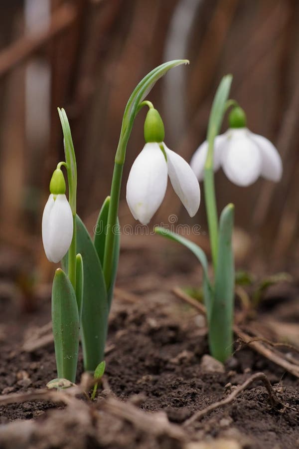 Background with Harbingers of Spring Snowdrop or Common Snowdrop ...