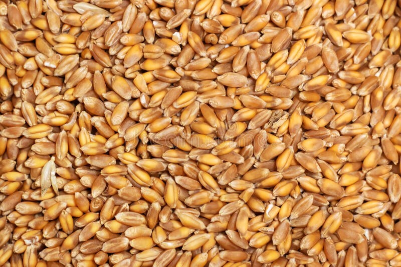 Background of Hard Red Winter Wheat Grain Stock Photo - Image of ...