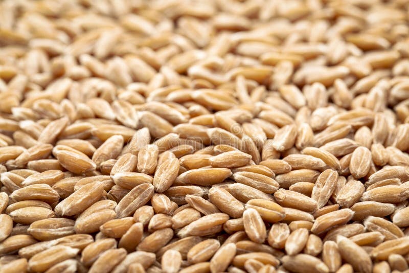 Hard Red Winter Wheat Grain Background Stock Image - Image of ...