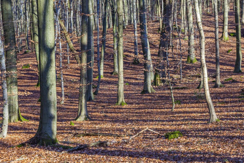 Structure of Forest in Wintertime Stock Image - Image of beautiful ...