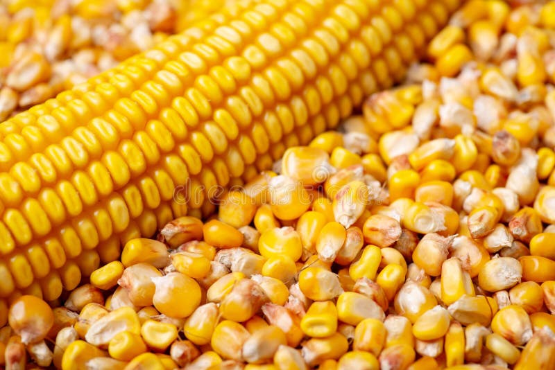 Head of corn on corn grain stock photo. Image of combine - 269520682