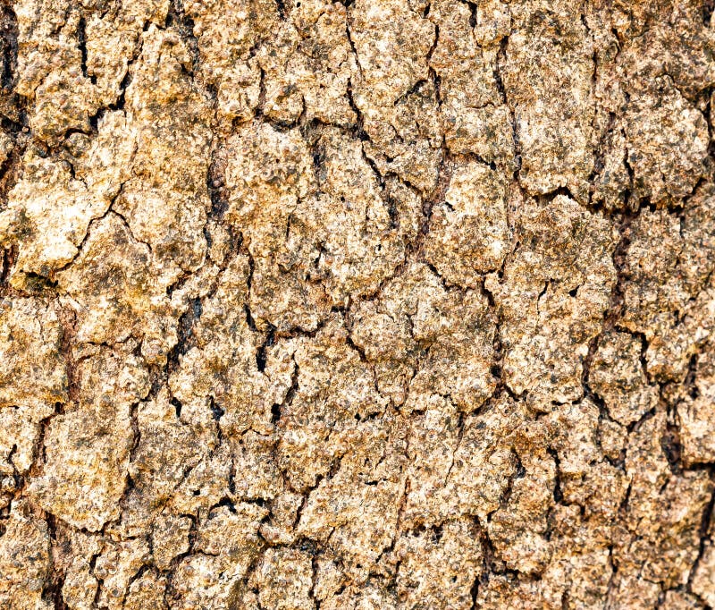 The Background Has a Beautiful Bark Pattern Stock Photo - Image of gray ...