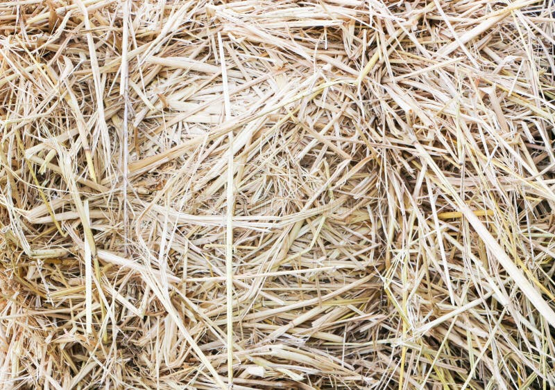 Background of hay stock photo. Image of colour, autumn - 163699858
