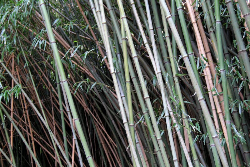 Background of Healthy Bamboo Plants Stock Photo - Image of outside ...