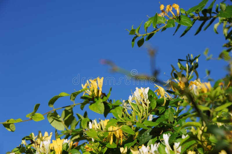 Background of Honeysuckle with Blue Sky Stock Image - Image of ...