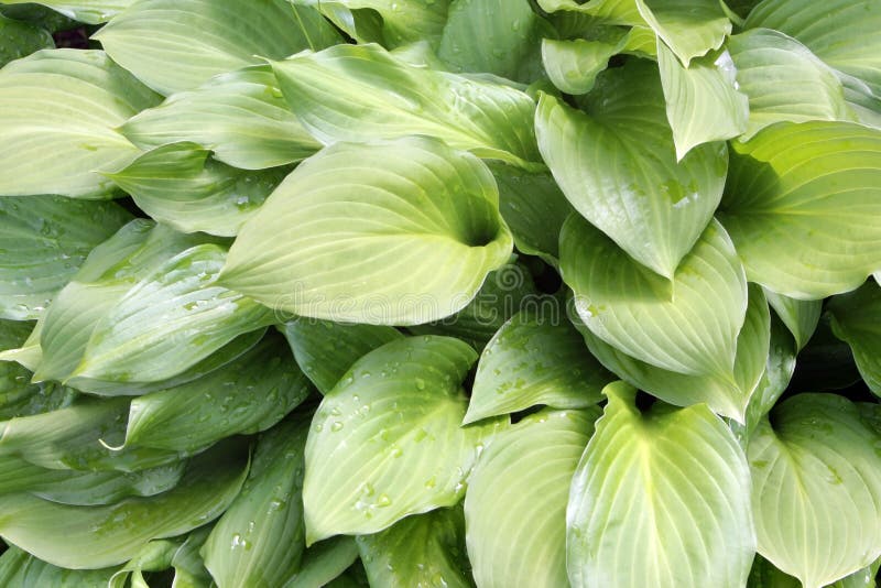Background-the Hosts Leaves Stock Image - Image of abstract, garden ...