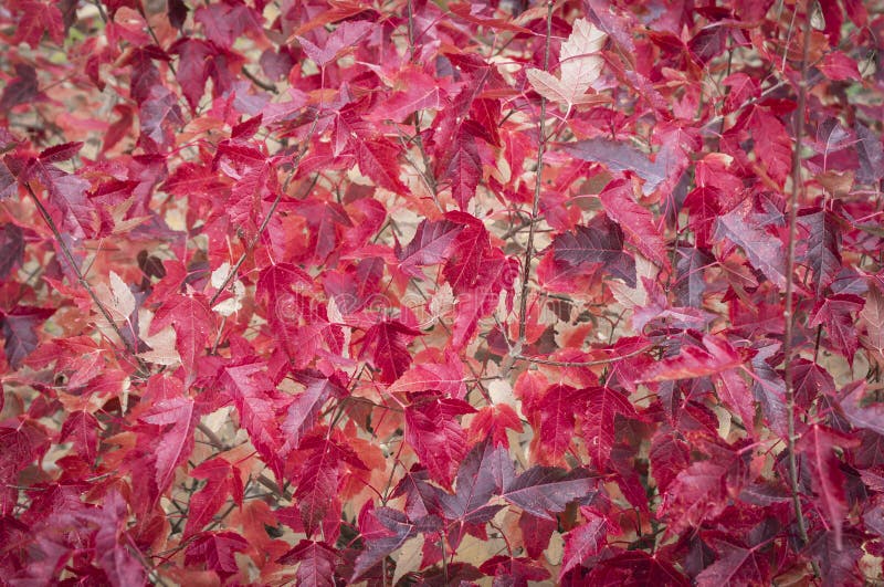 I Mage Space Stock Photos - Free & Royalty-Free Stock Photos from ...