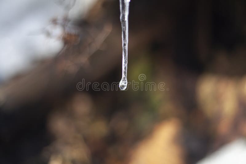 A Drop on an Icicle in the Forest Stock Image - Image of snow, drops ...