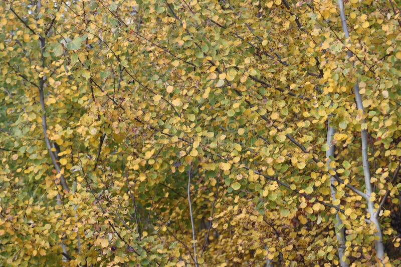 Background Image of Aspen Tree Branches Stock Photo - Image of yellow ...