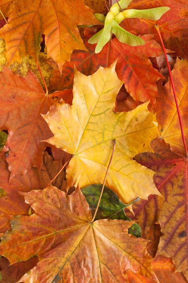 Autumn Leaves on White Background. Place for Text. Stock Image - Image ...