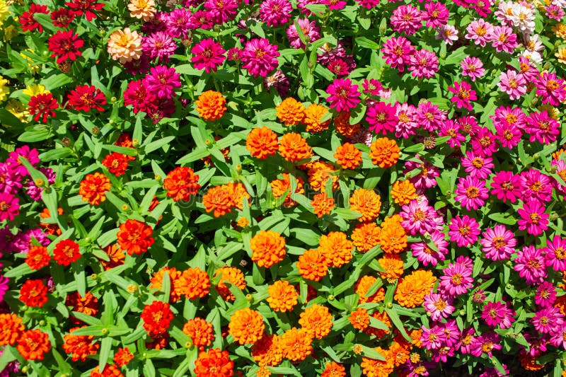 Background Image of Multi-colored Flowers Stock Image - Image of ...