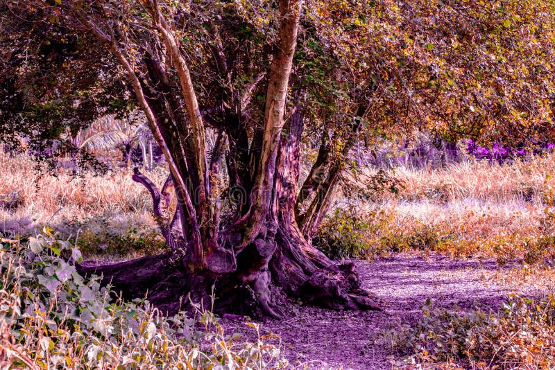 Background Image with Big Trees and Pastures Stock Image - Image of ...