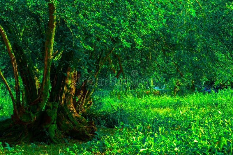 Background Image with Big Trees and Pastures Stock Image - Image of ...