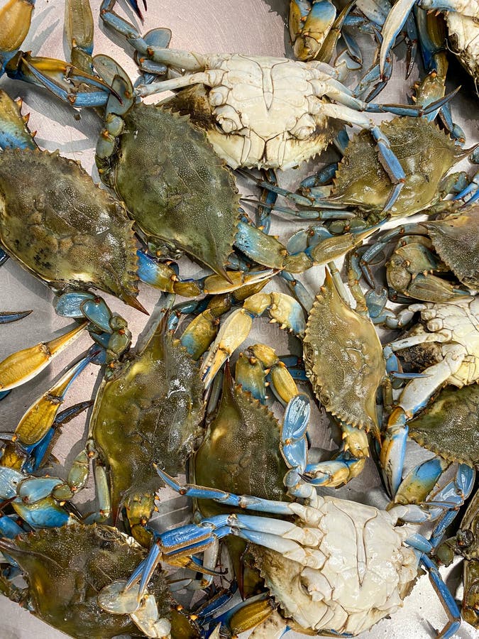 Close-up View of Blue Crabs Stock Photo - Image of white, seafood ...