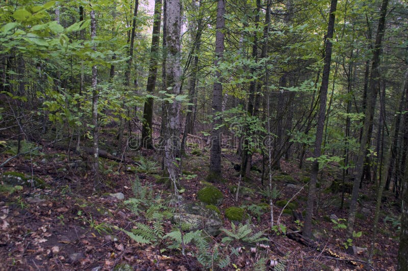 Background Image of Boreal Forest on Overcast Day Stock Image - Image ...
