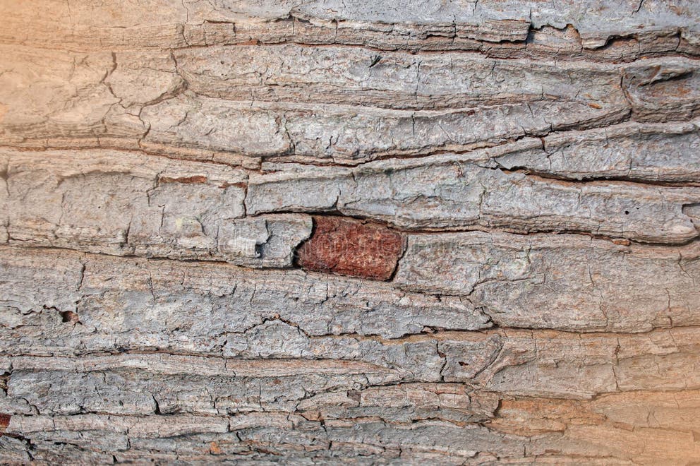 Background Image of Cut Logs Stock Photo - Image of concentric, logs ...