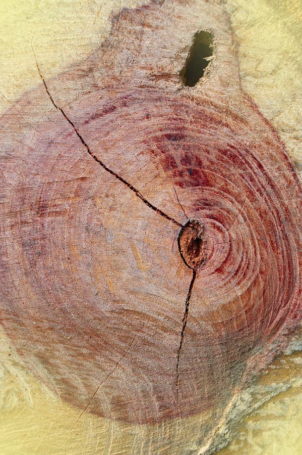 Background Image of Cut Logs Stock Image - Image of natural, forest ...