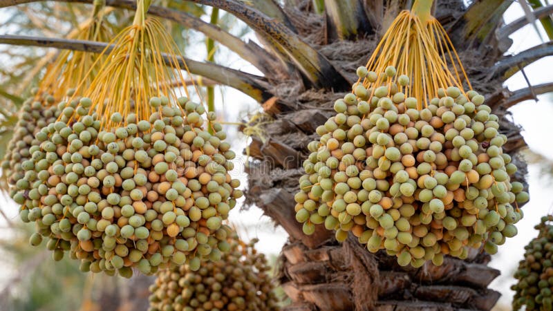 582 Middle East Fruit Trees Stock Photos - Free & Royalty-Free Stock ...