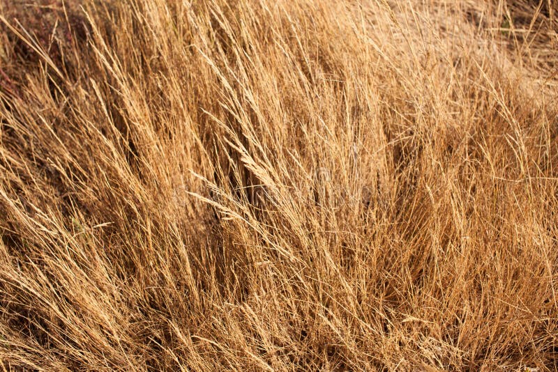 Dry Yellow Grass on the Field Stock Image - Image of flour, background ...