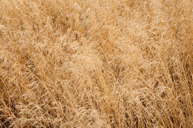 Dry Yellow Grass on the Field Stock Image - Image of farmland ...