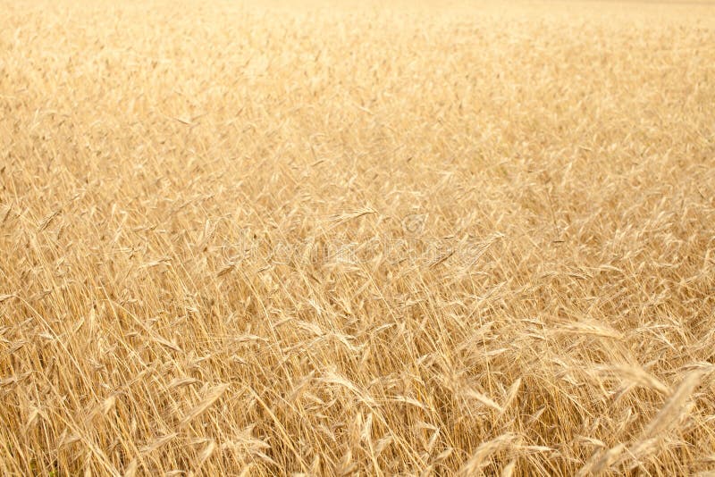 Dry Yellow Grass on the Field Stock Image - Image of farmland ...