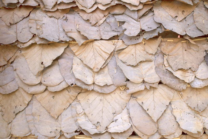 The Background Image is a Dry Leaf Roof Stock Photo - Image of grass ...