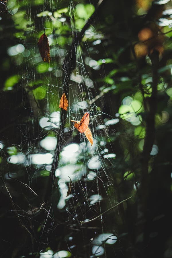 A Background Image of Fall Leaves Caught in a Spider Web in the Forest ...