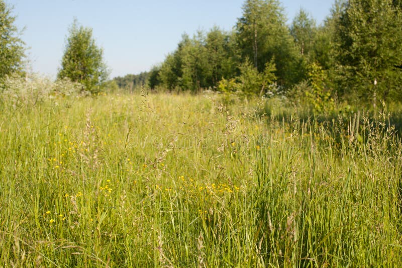 Background Image of a Meadow in the Forest in Summer Stock Photo ...