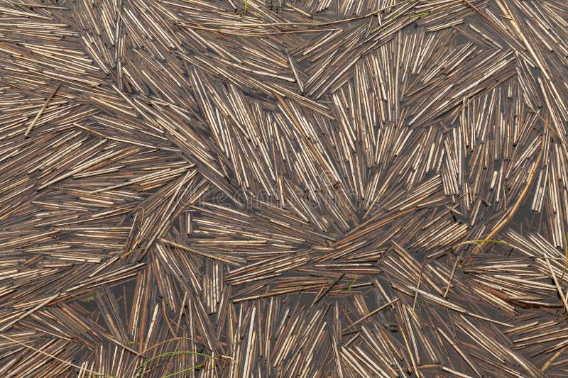Background Image in the Form of Pieces of Reed Floating in the Water ...