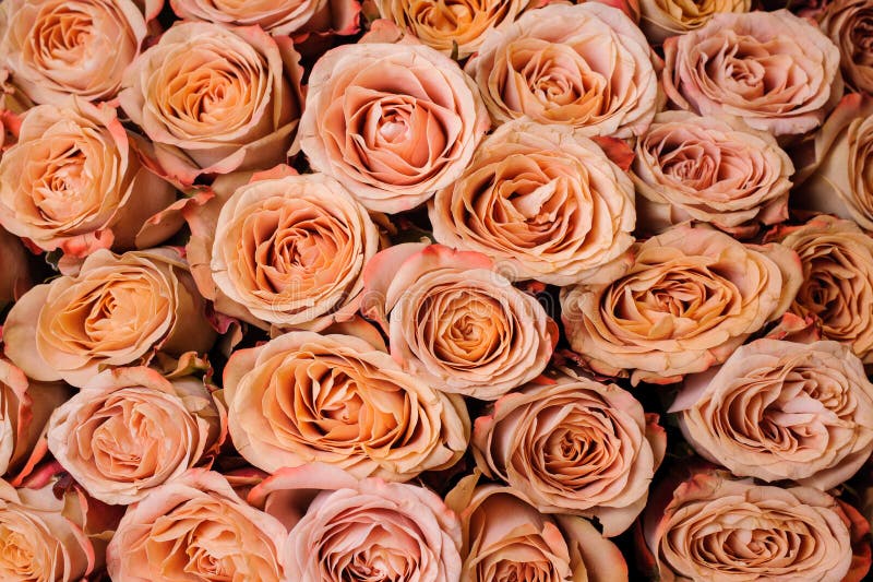 Background Image of Fresh Beige Orange Roses . Flower Texture Stock ...