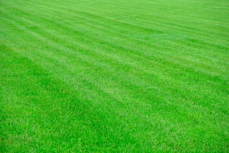 Cut grass stock image. Image of grass, color, shear, season - 13735173