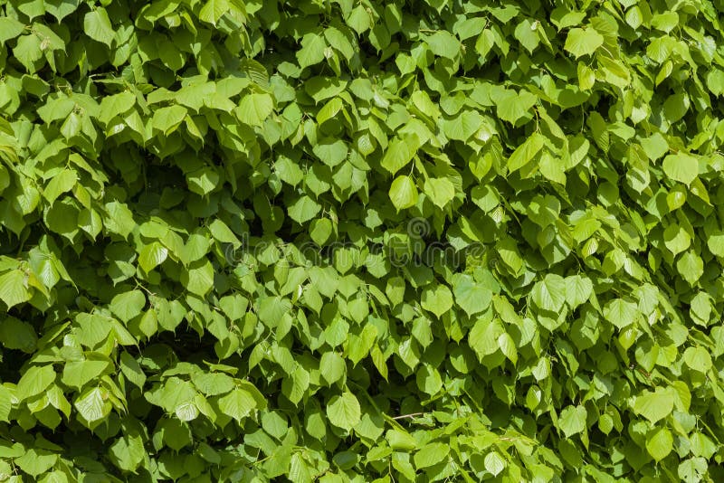 Background Image - Fresh Green Foliage of a Lime Tree Stock Image ...