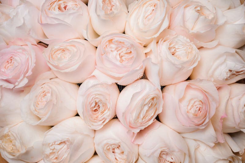 Light Pink Roses Background