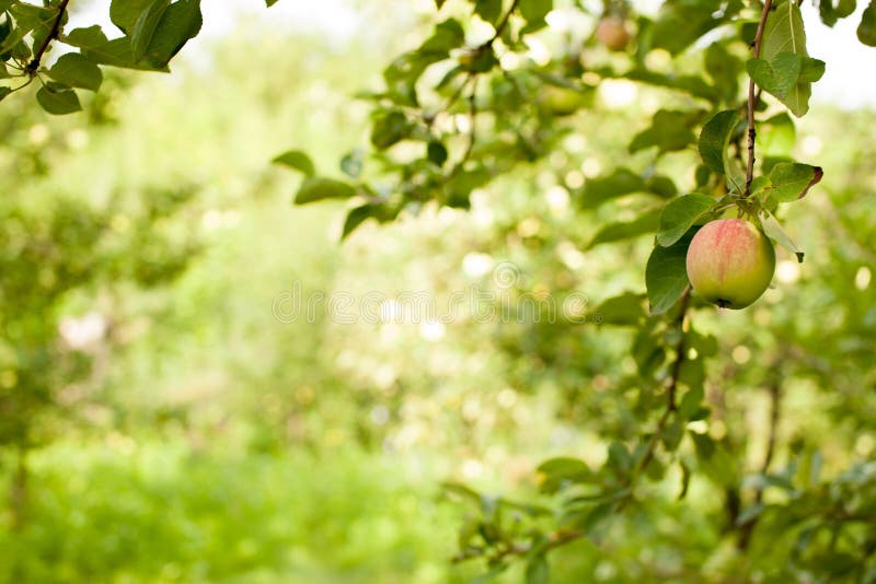 Apple Orchard. Background Image of the Garden. Stock Image - Image of ...