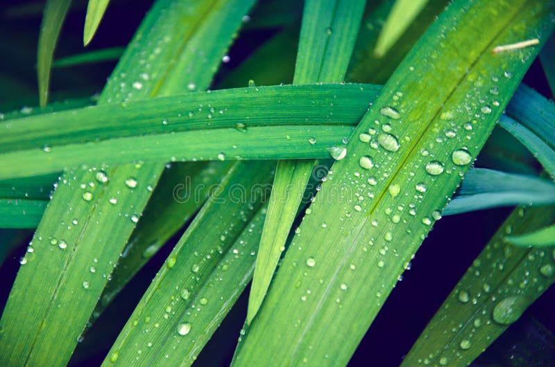 Background Image of Grass Leaves Covered with Dew Stock Photo - Image of closeup, gardening ...