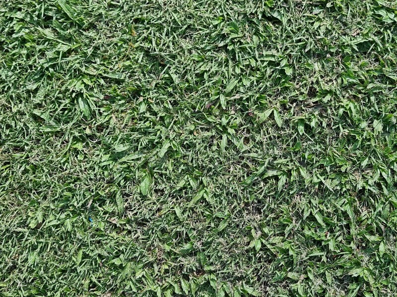 The Background Image is Grass. Real Grass Football Field Stock Photo ...