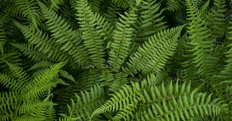 The texture of fresh fern stock image. Image of nature - 161648705