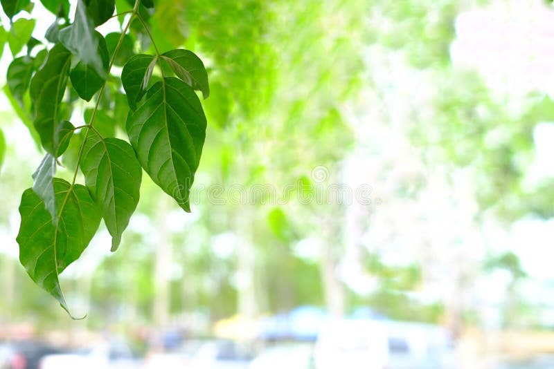 The Background Image is Green of Natural Leaves. Stock Image - Image of ...
