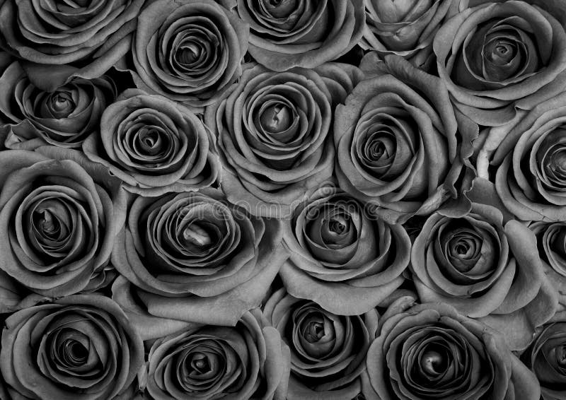 Grey roses stock photo. Image of flowers, sorrow, toned - 137327938