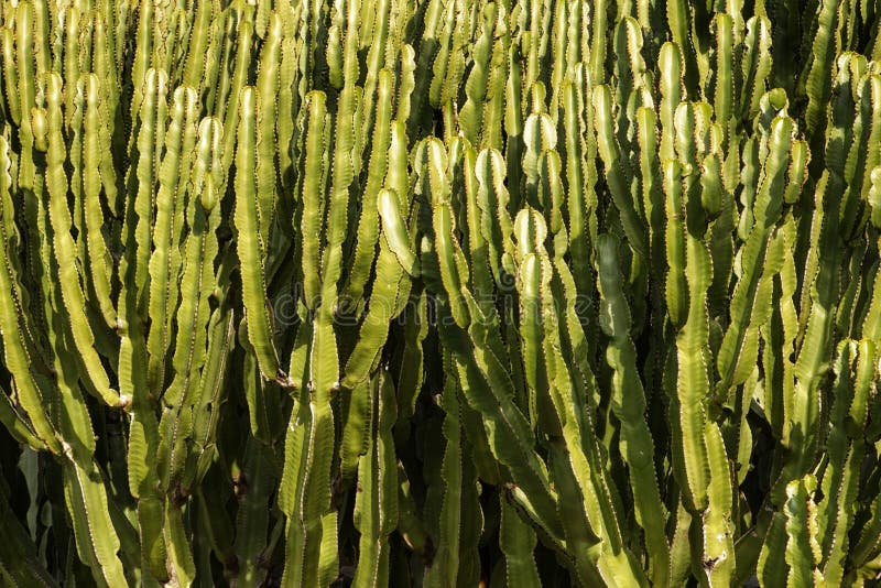 Green cactus background stock photo. Image of floral - 139463006