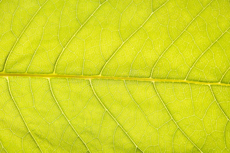Background Image of a Large Green Tree Leaf Stock Photo - Image of ...