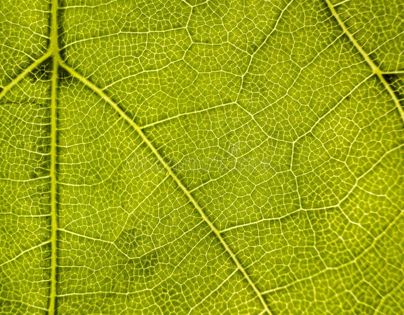 Background Image of a Leaf of a Tree Close Up Stock Image - Image of ...