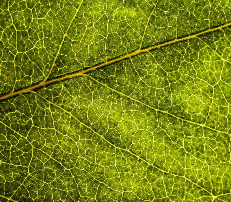 Background Image of a Leaf of a Tree Close Up. a Green Leaf of a Tree ...