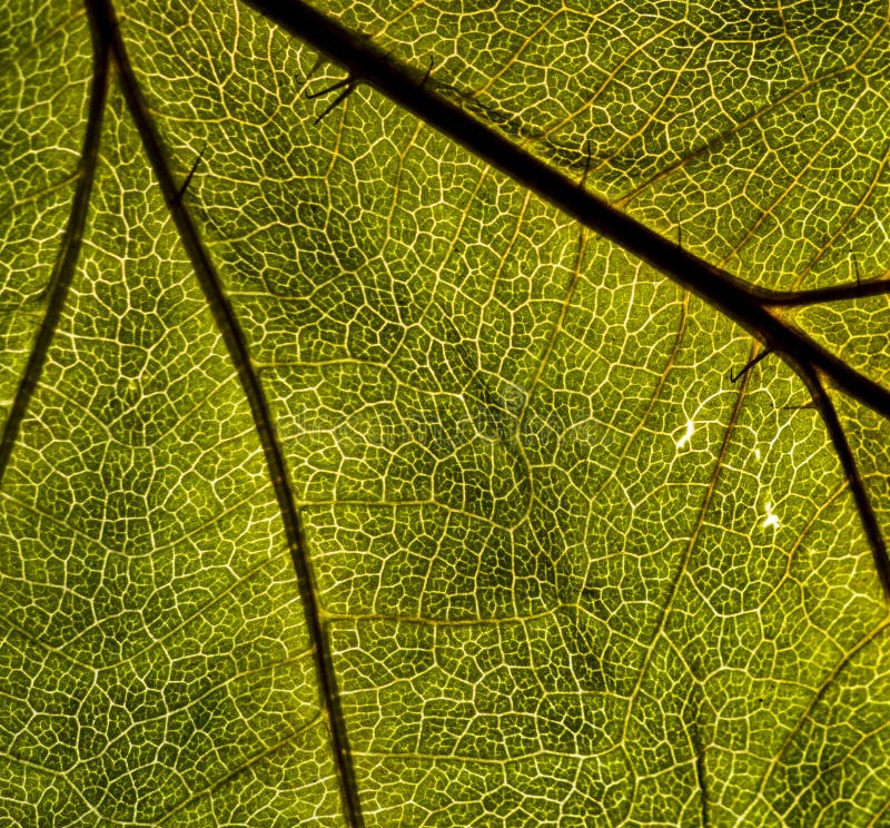 A Green Leaf of a Tree is a Big Magnification. Macro Shooting Stock ...