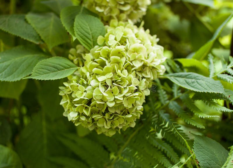 Green Blooming Hydrangea in the Garden Stock Photo - Image of design ...