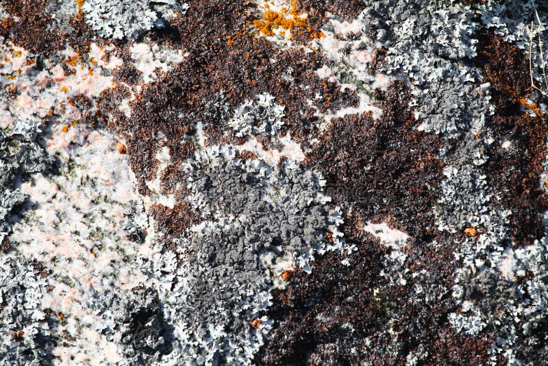 Background with the Image of Lichen Stock Image - Image of material ...