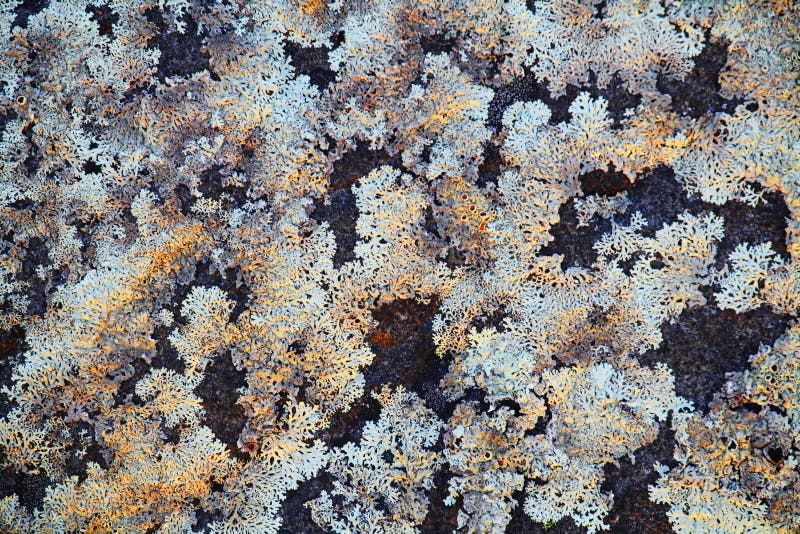 Background with the Image of Lichen Stock Image - Image of rock, effect ...