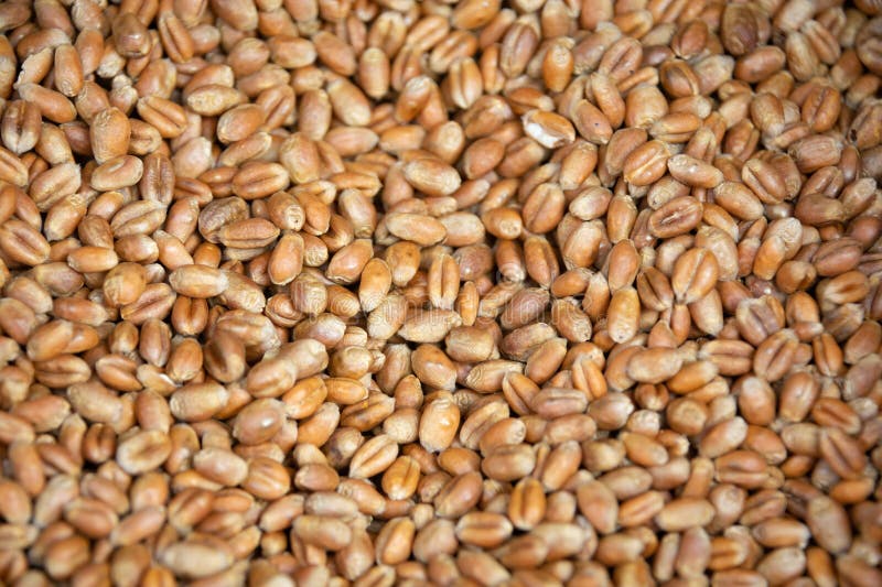 Background Image of Mairen. Stock Photo - Image of plant, prairie ...