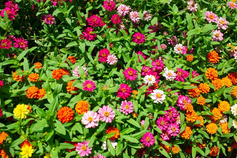 Background Image of Multi-colored Flowers Stock Image - Image of ...